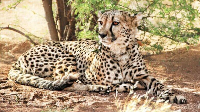 These Are The 15 Interesting Facts About The 'Big Cats' Cheetahs