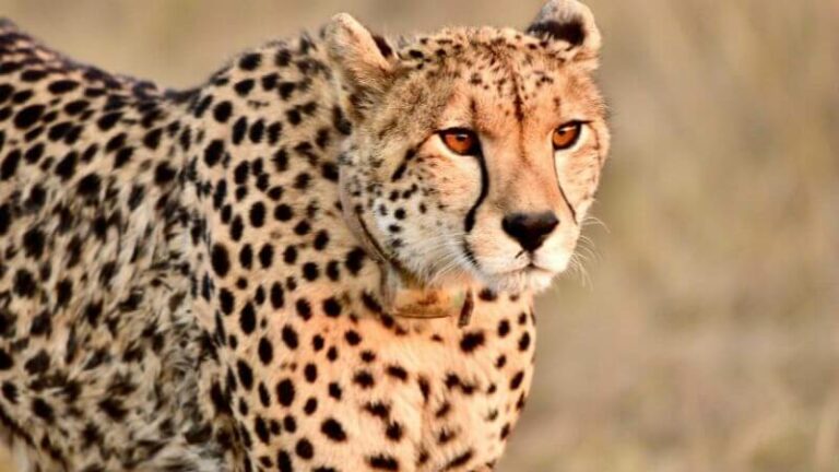 These Are The 15 Interesting Facts About The 'Big Cats' Cheetahs
