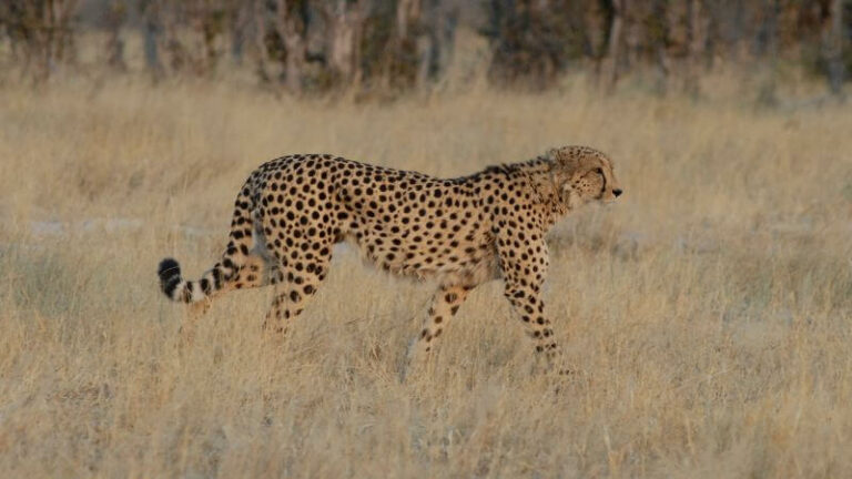 These Are The 15 Interesting Facts About The 'Big Cats' Cheetahs