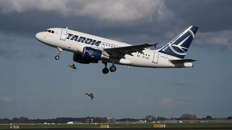 What Are Bird Strikes And Their Impact On Aviation Industry