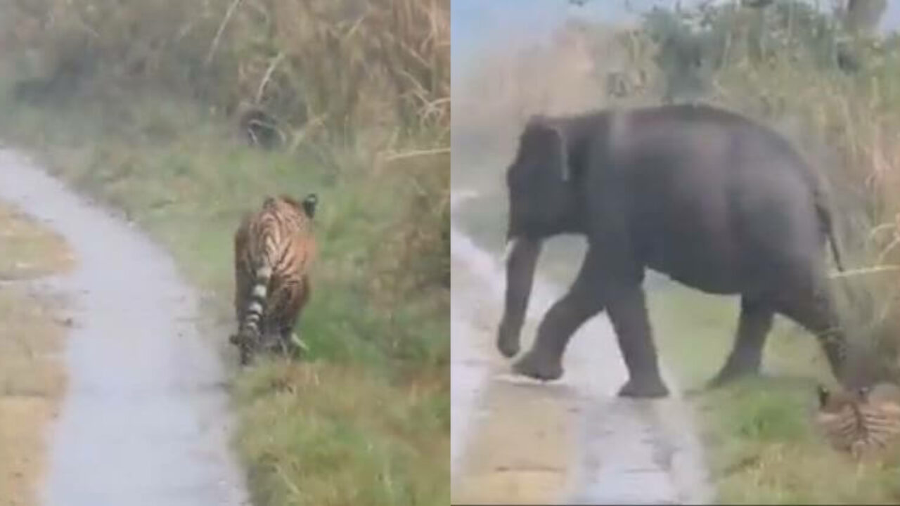 Tiger Vs Elephant Who Will Win