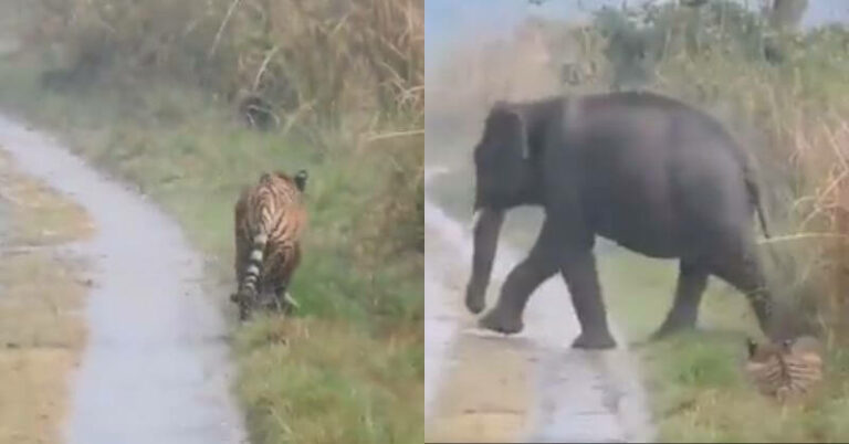 Watch Video: An Incredible Scene Of Tiger Making Way For Herd Of Elephants