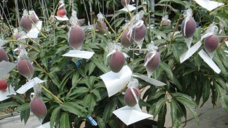 World's Most Expensive Mango: Japan's Ruby Red Color Miyazaki Mango ...