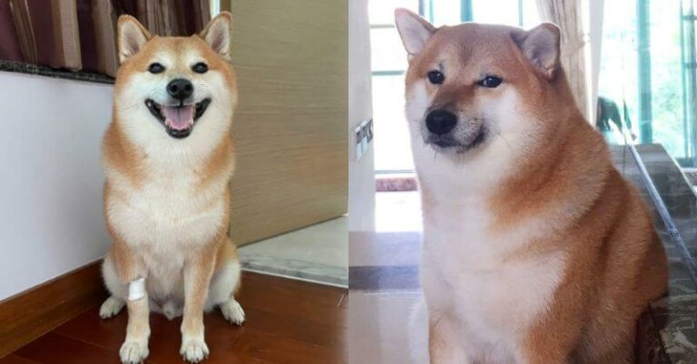Cheems, The Famous Viral Meme Dog Dies At 12 After Battling Blood Cancer