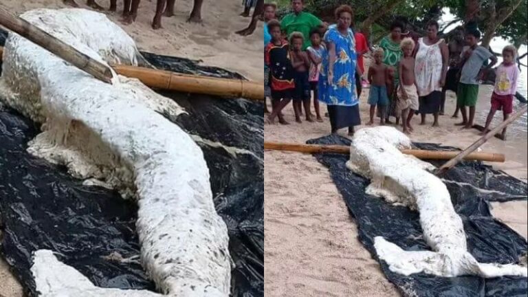 Strange Discovery: 'Mermaid' Globster Found On Papua New Guinea's Beach