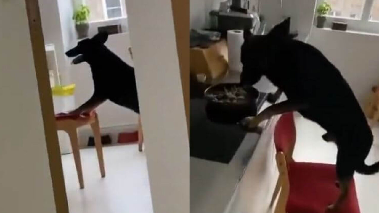 How Do You Punish A Dog For Stealing Food