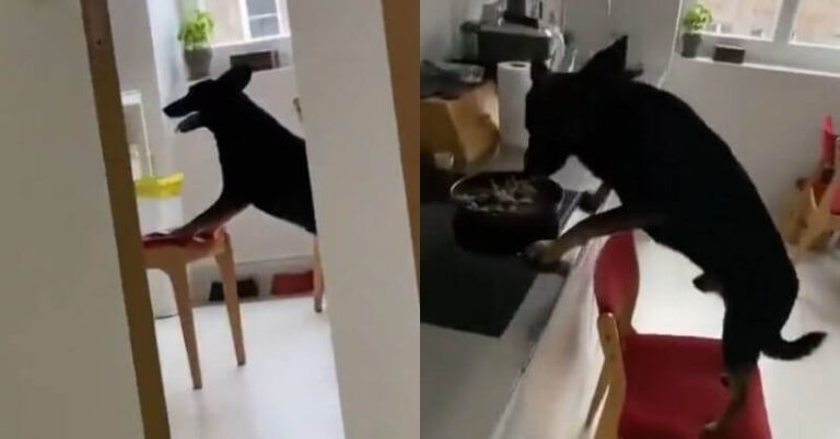 Watch Video: A Dog Caught Stealing Food From The Kitchen; A Cutest ...