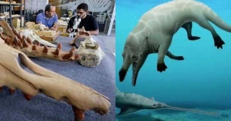 43 Million Years Old Whale That Walked On Four Legs Was Found By The ...