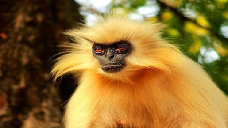 These Rare Animal Species In India That Are Truly Incredible