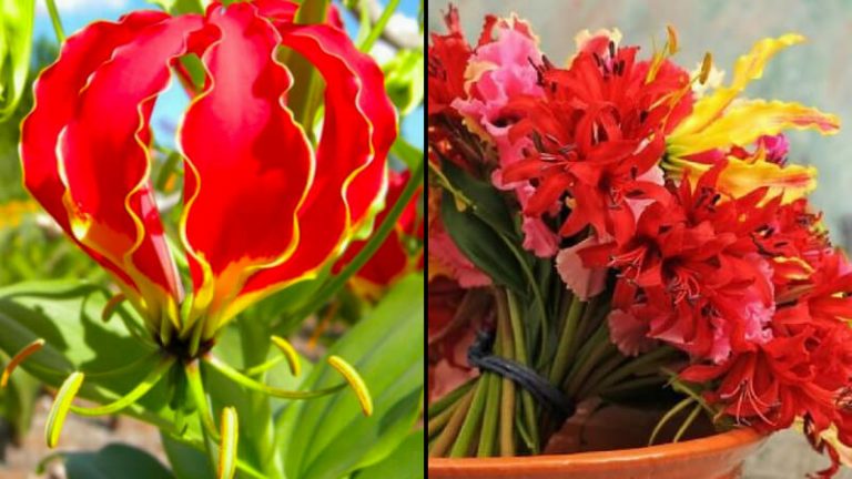 Most Beautiful And Expensive Flowers In The World