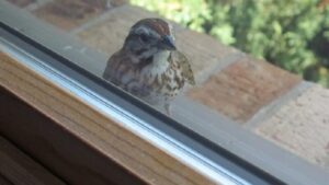 These Are The Reasons Why Sparrow And Other Birds Are Disappearing