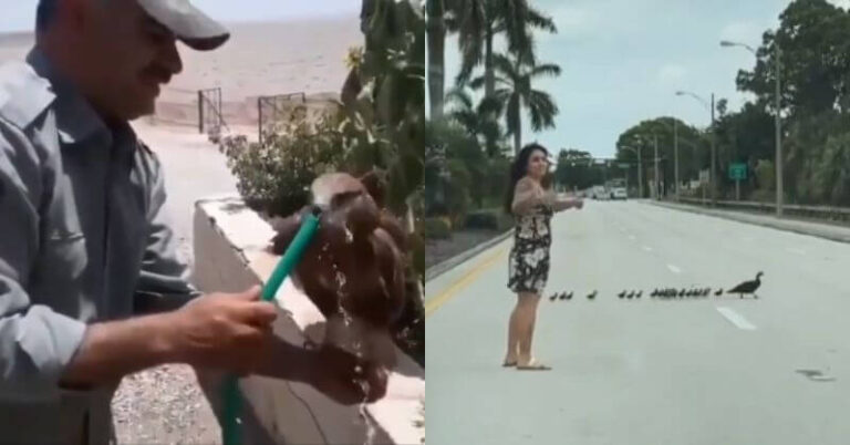 These Instances Of People Rescuing Animals Restores Faith In Humanity