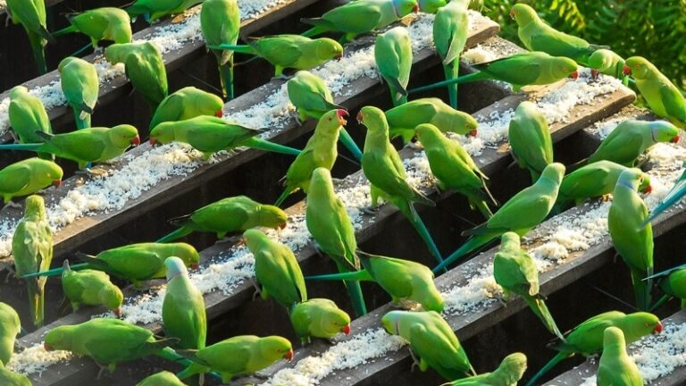The BirdMan Of Chennai Spends His Earnings To Feed 3000 Parrots Everyday