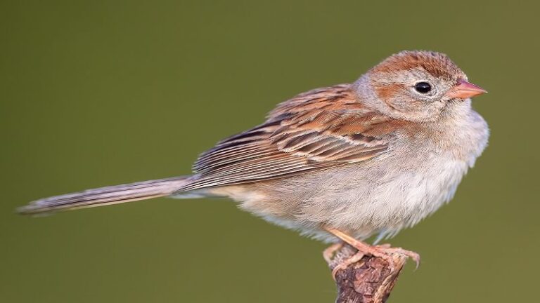These Are The Reasons Why Sparrow And Other Birds Are Disappearing