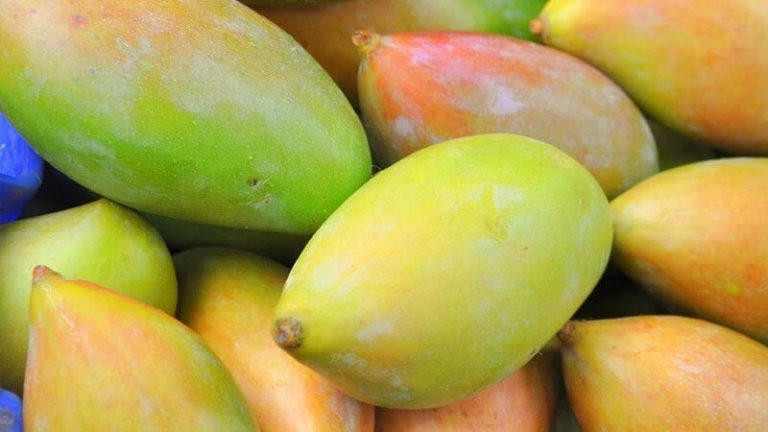 Varieties Of Delicious Mangoes In India That You Should Try