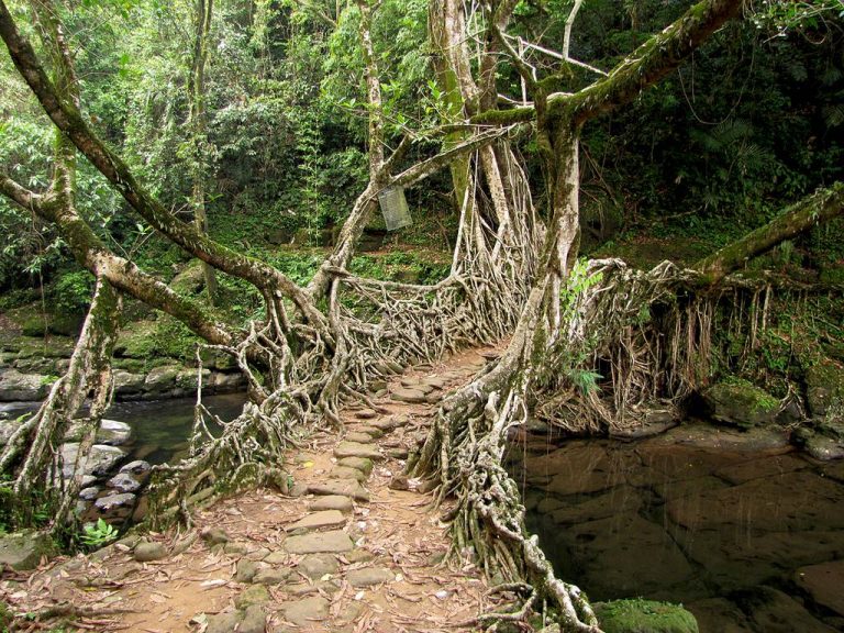 Meghalaya’s Living Root Bridges - A UNESCO Heritage