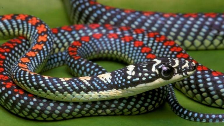These Are The Weirdest Snakes In The World - #7 Is Really Creepy