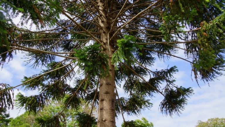 These Are The Most Dangerous Trees In The World, Many Are From India ...