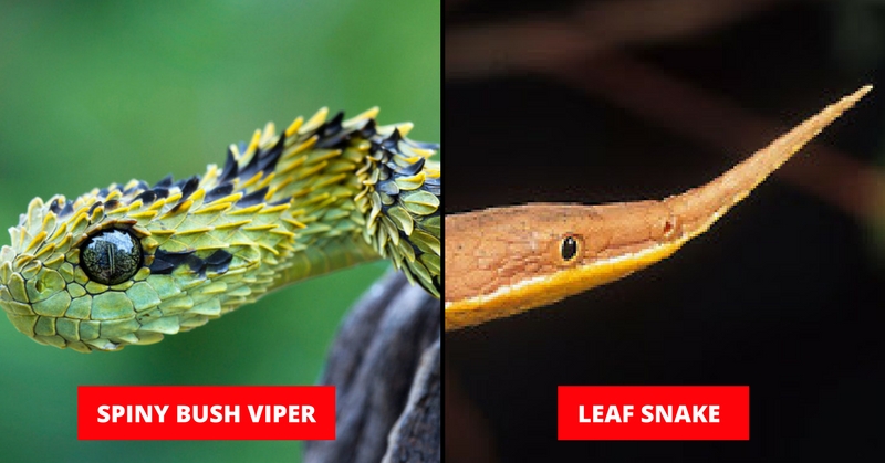 These Are The Weirdest Snakes In The World - #7 Is Really Creepy