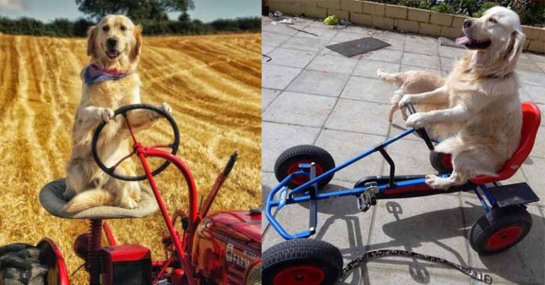 Rambo The Tractor Dog - Dog Drives Master's Truck And Helps Him In Farming!