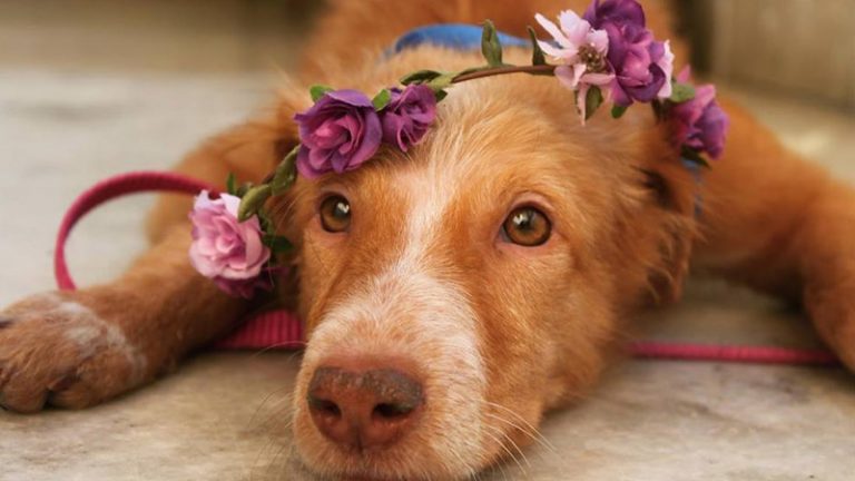 This Dog’s Heartfelt FB Post For Adoption Will Tug Your Heartstrings ...