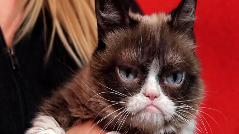 Internet Sensation Grumpy Cat Passed Away At The Age Of 7