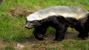 These Rare Animal Species In India That Are Truly Incredible